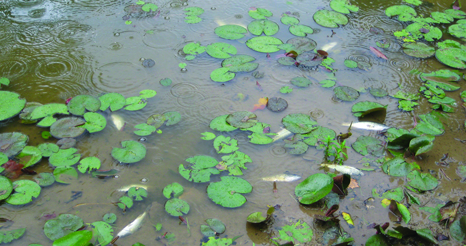 Pond Chemicals Don't Cause Fish Kill | Sanco Industries