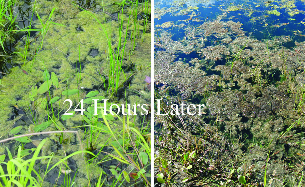 Liquid Pond Algae Control | Sanco Industries