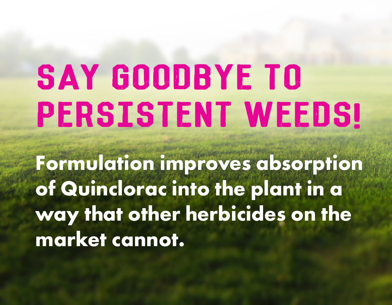 Pro Crabgrass & Grassy Weed Killer | Sanco Industries