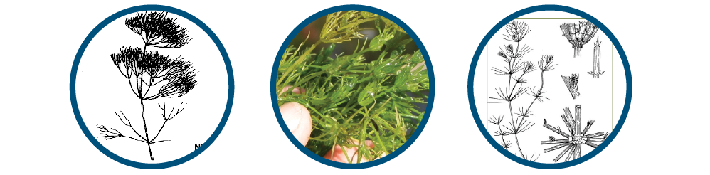 Algae ID | Sanco Industries