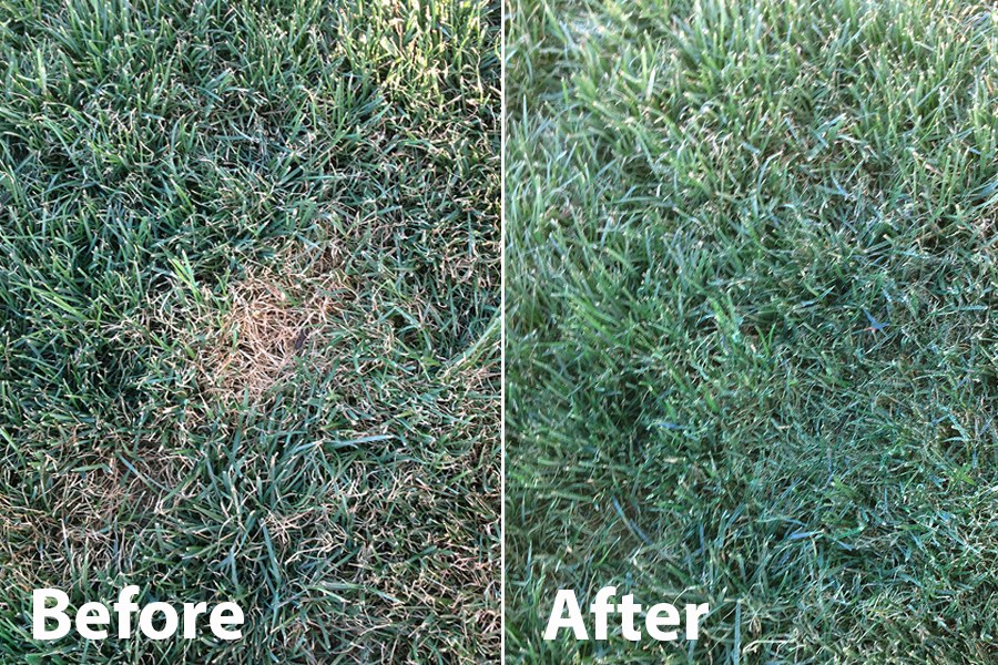 Green Lawn Dye\Patch Worx | Sanco Industries | Sanco Industries